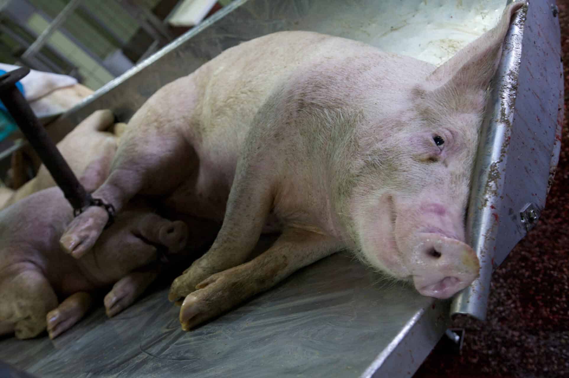 All-One Activist: Erica Meier of Animal Outlook - Dr. Bronner's